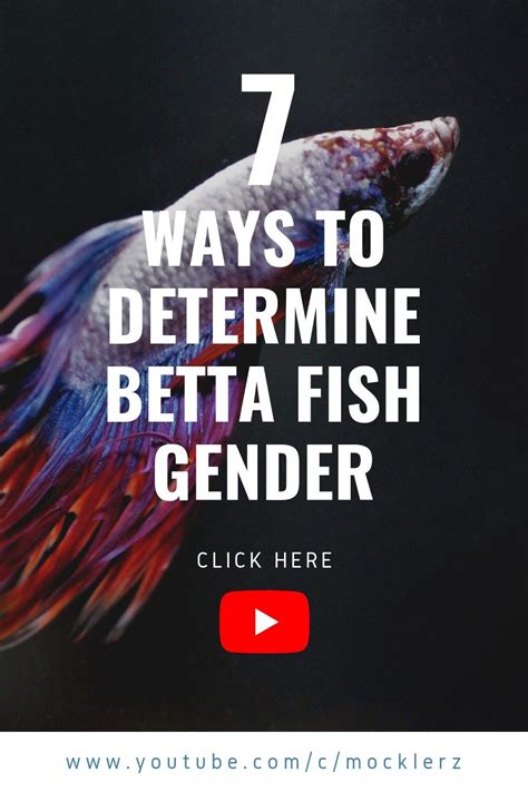 7 Ways To Determine Betta Fish Gender Betta Fish Betta Fish