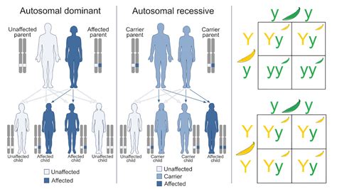 Genetics Mendelian Inheritance Dominant Vs Recessive Genes Autosomal