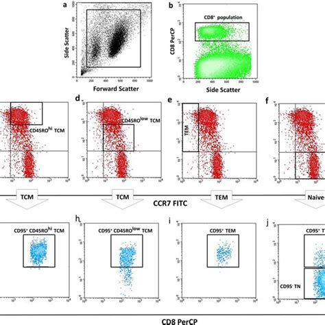 Phenotype Determination Of Cd8⁺ Memory T Cell Subsets In Tumor Draining