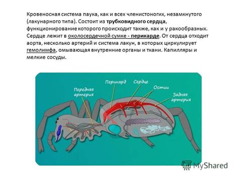 Презентация на тему Тип членистоногие класс насекомые и класс