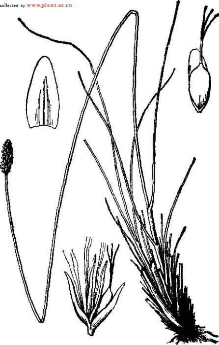Kobresia Tibetica Maximowicz