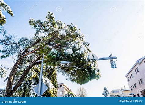 Snow Covered Tree Hangs Over The Road And Damages Traffic Lights Stock Photo Image Of Forest
