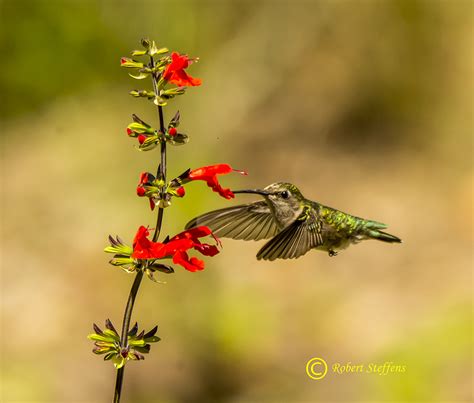 Ruby Throated Hummingbird Birdforum