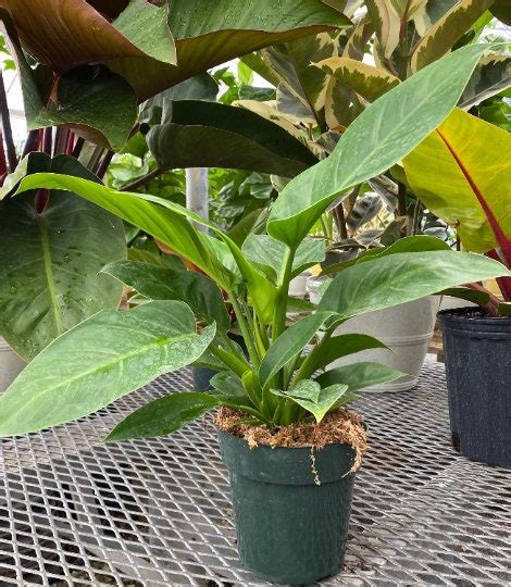 Philodendron Green Princess Eureka Farms