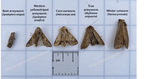 Fall Armyworm Or Just…armyworms In Fall « Cutworm Central