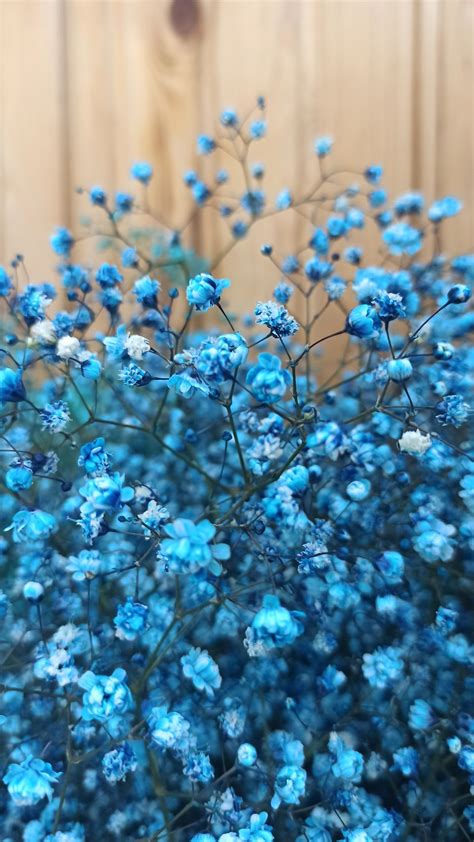 Гипсофила Простые цветочные композиции Фиолетовые букеты Цветочные фоны