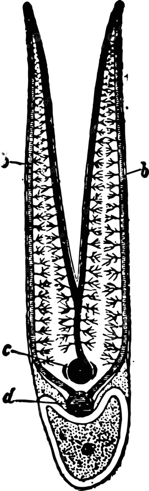 Gill Arch And Plates Vintage Illustration Illustration Art Engraved