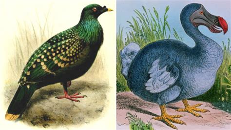 Dodo Skeleton Sells For £280 000 At Auction Bbc News