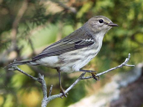 Cape May Warbler Ebird