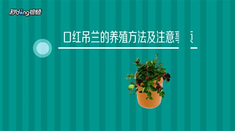 金鱼吊兰的养殖方法和注意事项是什么？ 百度经验