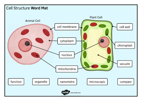 T3 Sc 003 Cell Structure Word Mat Pdf
