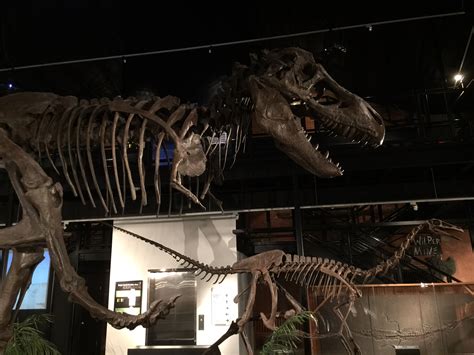 Houston Museum Of Natural Science At Sugar Land Review Accessible Houston