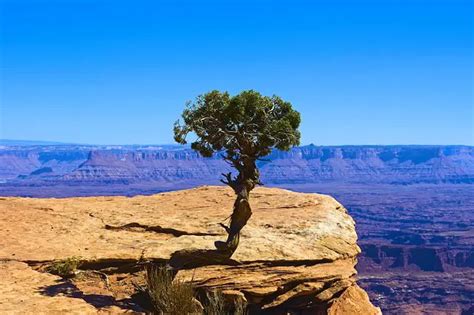 What Is The Difference Between Juniper And Cedar Difference Digest