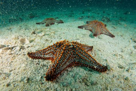 What Do Echinoderms Eat Diet Care And Feeding Tips