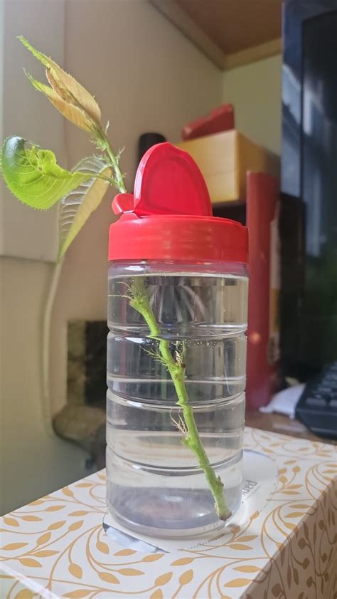 Cherry Tree Water Propagation Advice Rhouseplants Cherry Tree Water Propagation Advice Rhouseplants