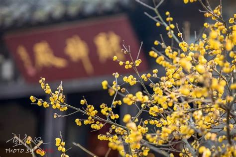 又到滿城寒香時一年一度揚州賞臘梅地圖送上 壹讀