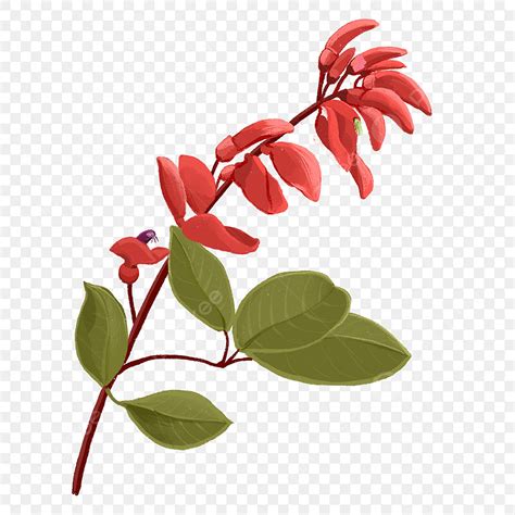 에리스리나 크리스타타 아르헨티나 국화 Celosia Png 일러스트 및 Psd 이미지 무료 다운로드 Pngtree