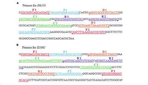 Schematic View Of Sequences And Location Of Mcda Primers The