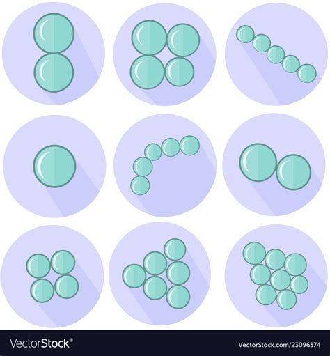 Coccus Bacteria Shape