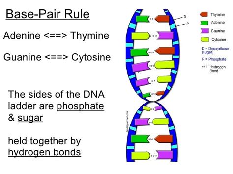 Dna And Rna