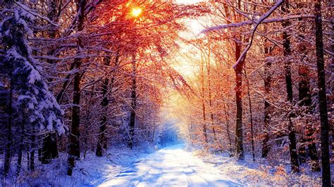 Snow Forest Wallpapers Wallpaper Cave
