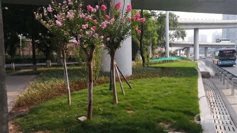 沙坪坝：桥下“灰”空间 巧变城市“靓”风景 新华网重庆频道