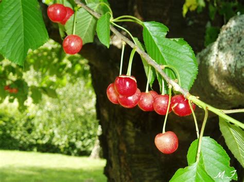 La Cueillette Des Cerises Feuilles De Choux
