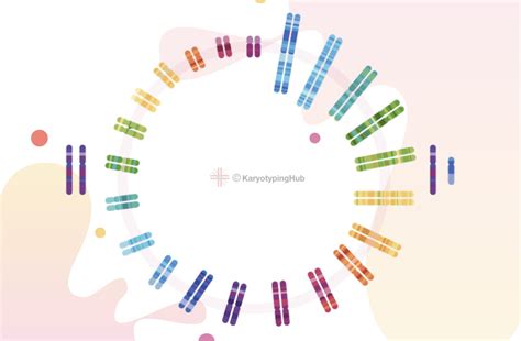 Definition Of Karyotype Karyotypinghub