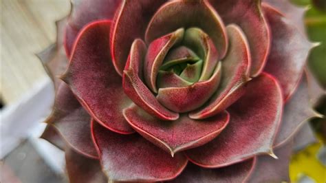 초특가 다육이 라이브 Youtube