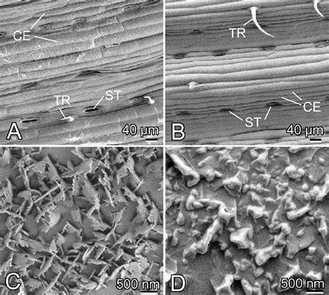 Leaf Surface Of The Plant Triticum Aestivum A C Originals Cryo Sem Download Scientific