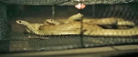 King Serpent Island 2021