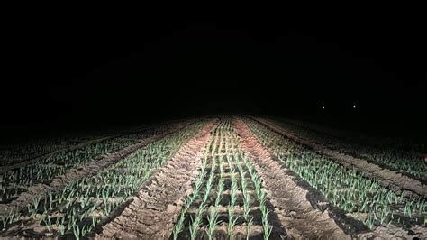 🧅Ийм эгдүүтэй болжээ 🙏Маргаашнаас Монгол Сонгино Сармис