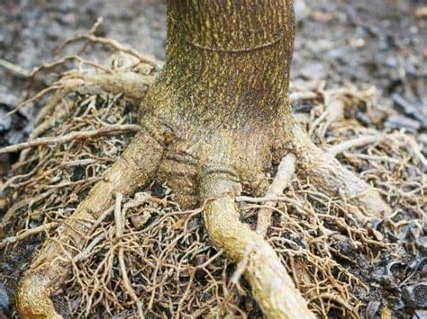 How Deep Do Fruit Tree Roots Grow Tree Roots Fruit Trees Chokecherry Tree