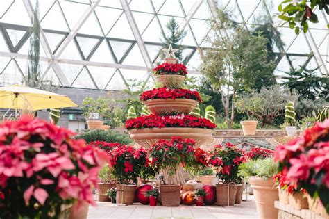 서울식물원 크리스마스 대표 식물 포인세티아 13품종 전시