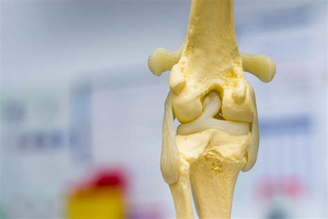 Can A Dog Recover From A Torn Acl Without Surgery What Are The Options