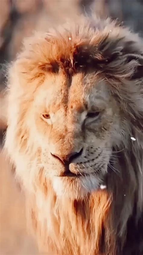 🙏🏼🙏🏼🙏🏼 Vídeos Engraçados De Animais Leão De Estimação Leões Apaixonados