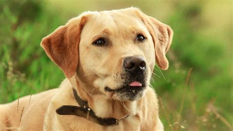 Pueden Los Perros Causar Alergias A Los Humanos