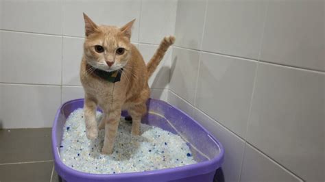 Infection Des Voies Urinaires Chez Le Chat BDAILY