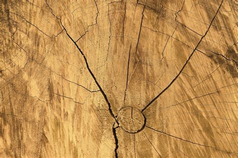 Premium Photo Texture Of A Cut Tree Trunk With Annual Circles Close