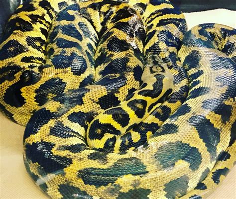 Hybrid Reticulated Python Traits Morphpedia