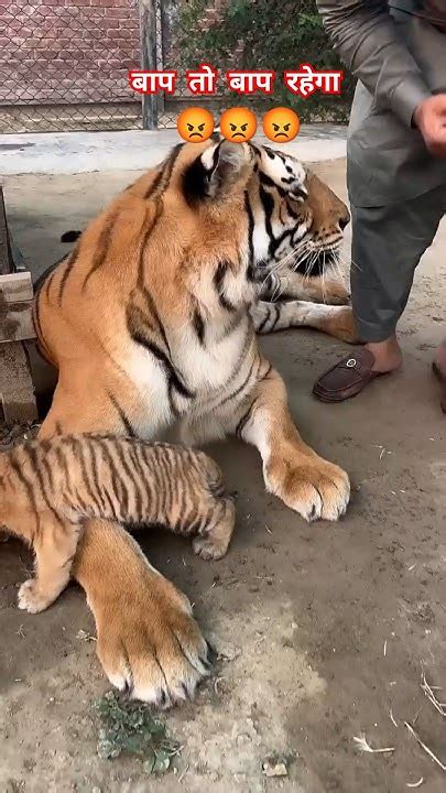 viralvideo short shorts shortsviral youtube