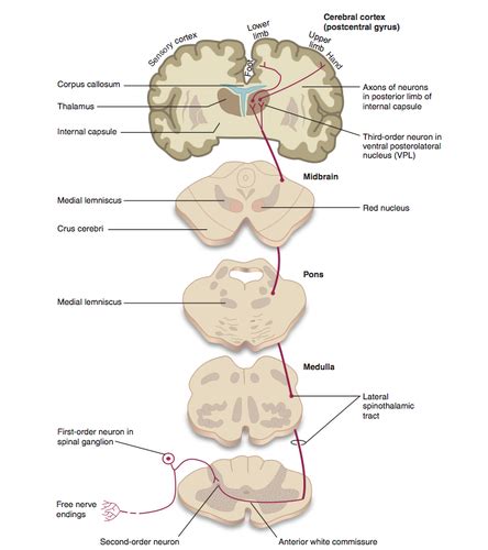 Ascending And Descending Spinal Tracts Flashcards Quizlet
