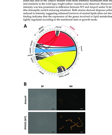 Aberrant Lipid Metabolism In The Strain ∆myco5 A Circosplot Download Scientific Diagram