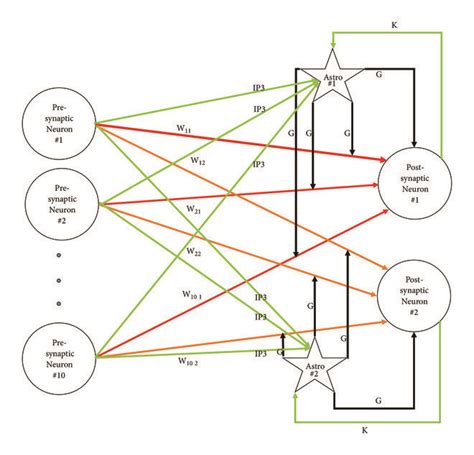 Architecture Of The Tripartite Network Astrocytes Are Shown As Stars