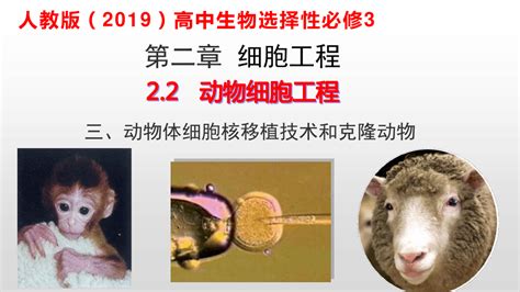 动物体细胞核移植技术和克隆动物课件 人教版2019高中生物选择性必修3word文档在线阅读与下载无忧文档