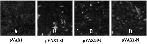 Indirect Immunofluorescence Detection Of The Expressed S1 M And N