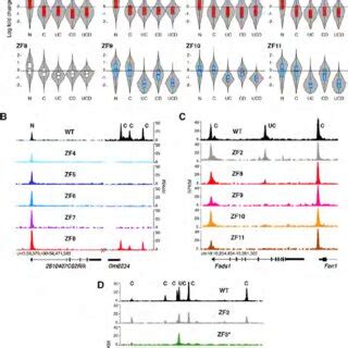 Ctcf Uses Different Zf Clusters To Recognize U And C Dna Motifs A