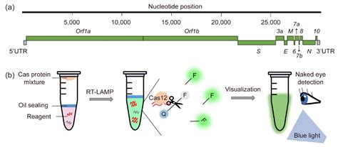 Crispr Cas Enzyme Based Diagnostics To Detect Sars Cov 2 Infection