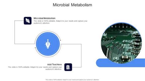 Microbial Metabolism Powerpoint Templates Slides And Graphics