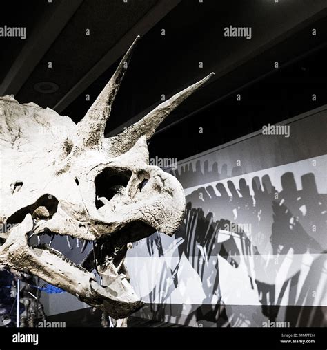 Triceratops Skeleton Exhibit At The Boston Museum Of Science Stock